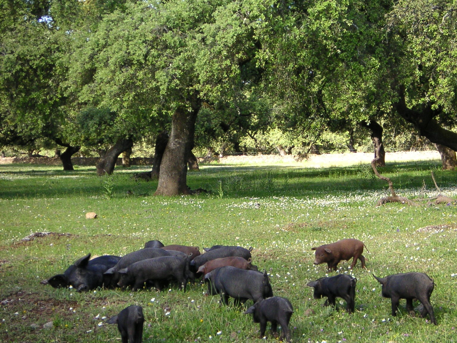 Como es el proceso de cría y engorde del cerdo ibérico